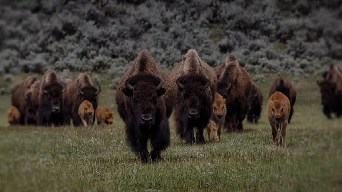 Buffalo Riders - Wise Practices